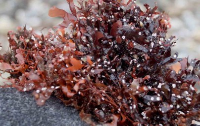 Crondo crispo - Chondrus crispus - Futunatura.it